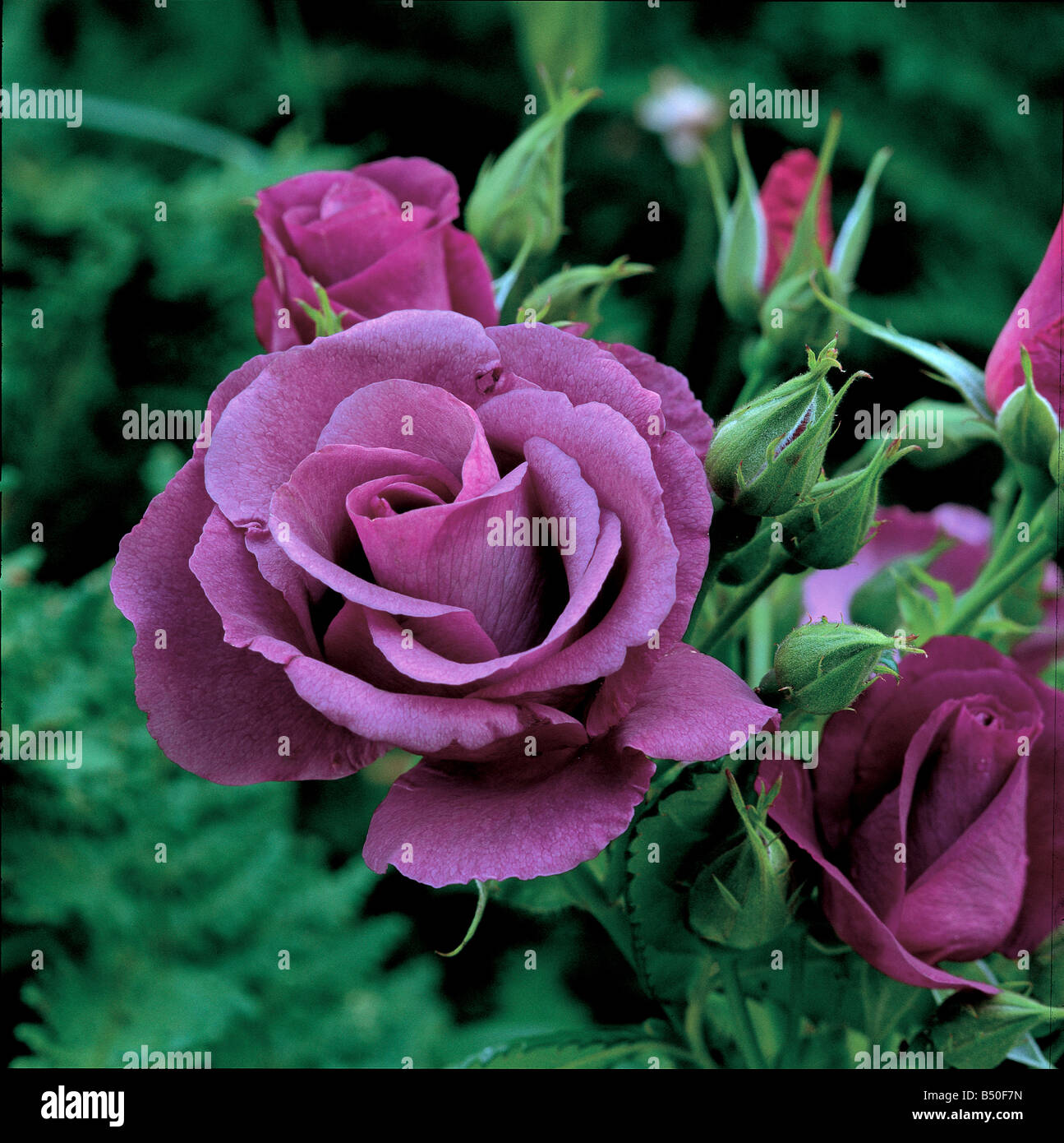 Rhapsody in blue hi-res stock photography and images - Alamy