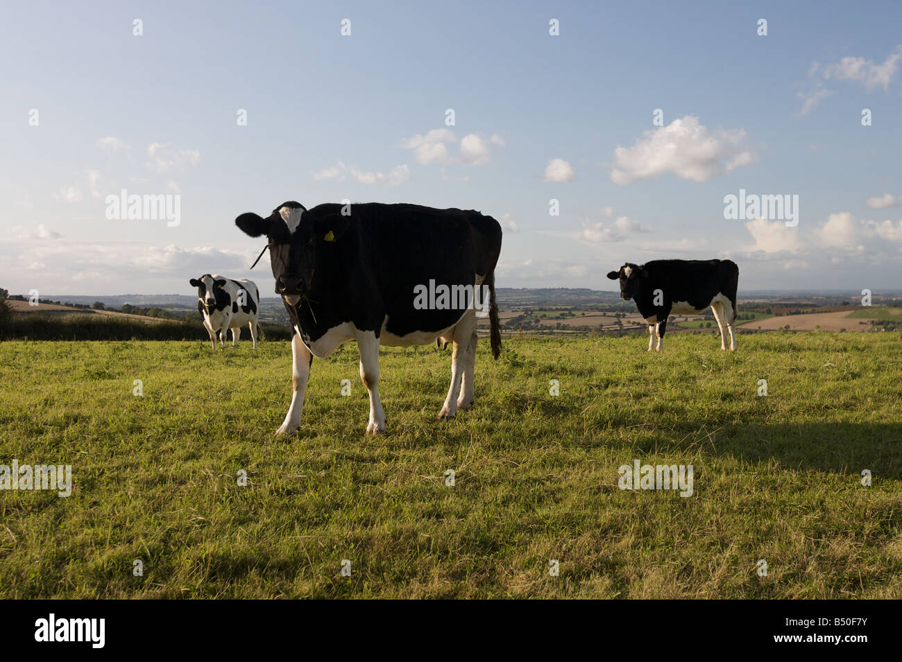 Cattle england hi-res stock photography and images - Alamy