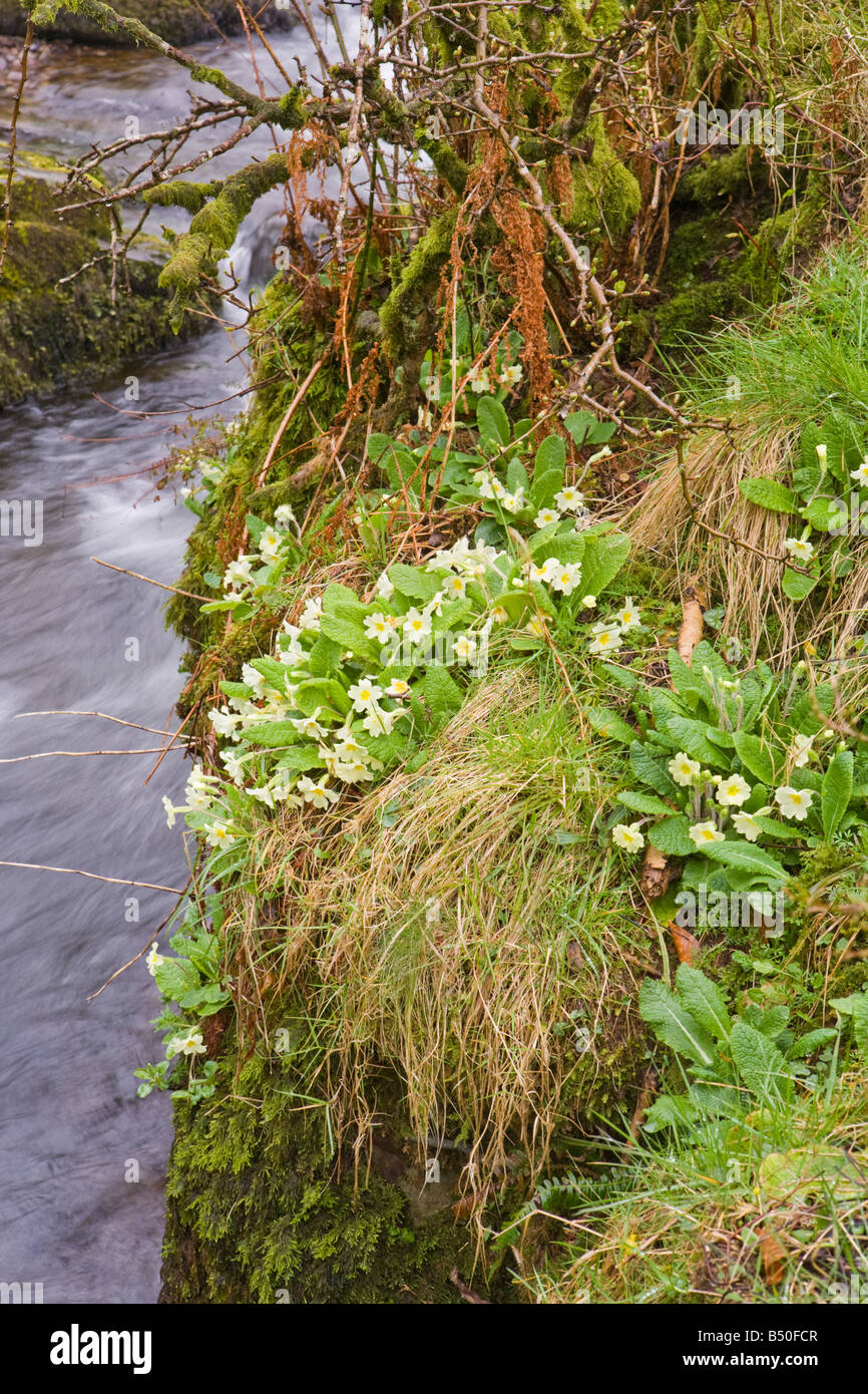 Wild primroses uk hi-res stock photography and images - Alamy