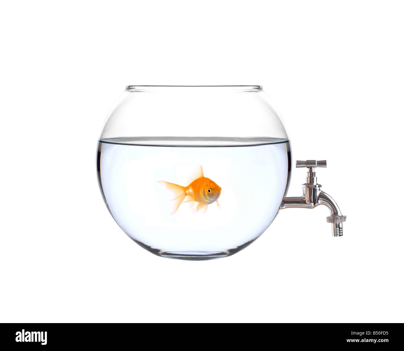 Fish in a bowl with a faucet on it Stock Photo - Alamy