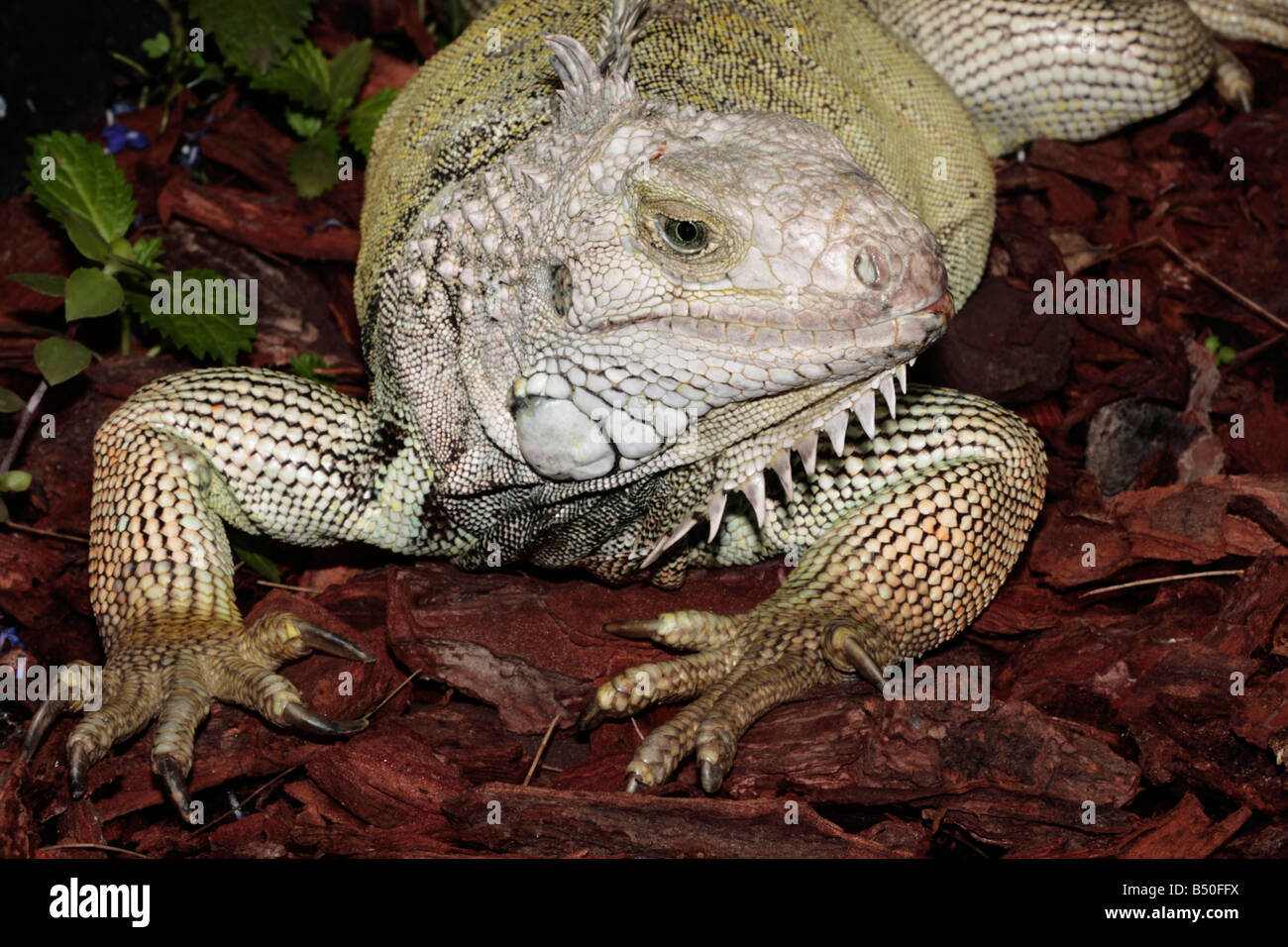 An iguana lizard Stock Photo - Alamy