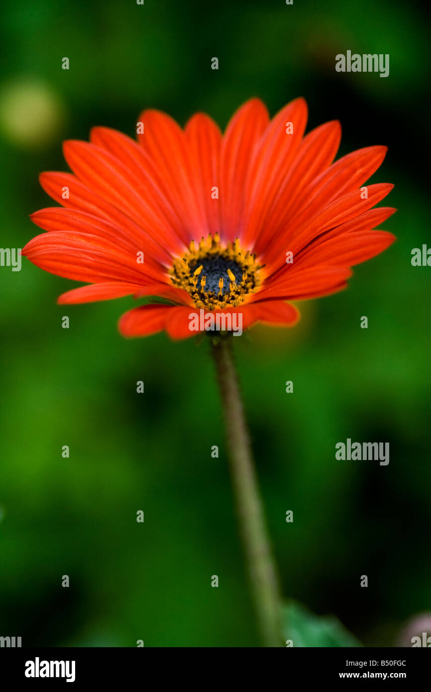 Red Gerbera Flower Stock Photo - Alamy