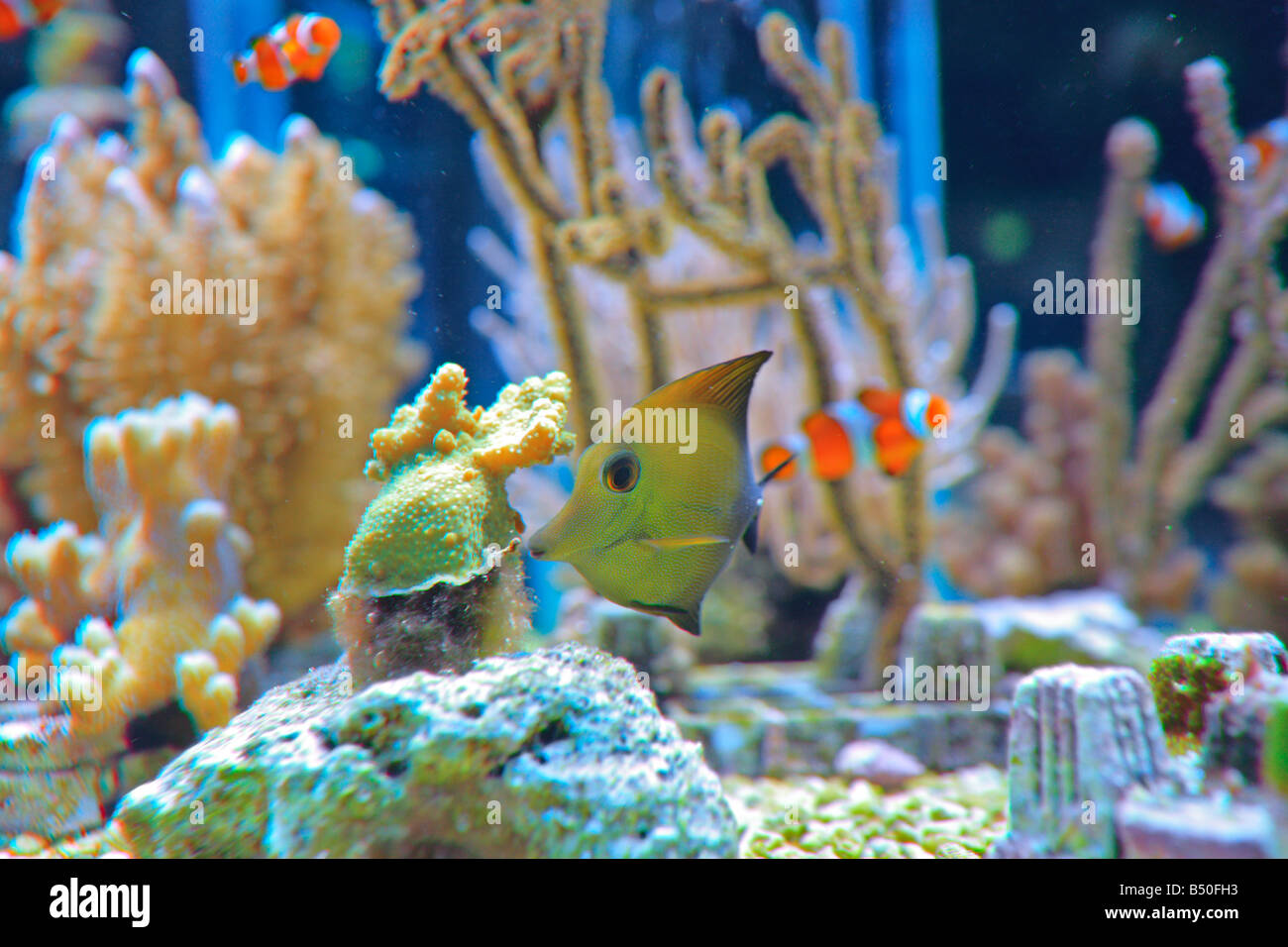 Pet fish hi-res stock photography and images - Alamy