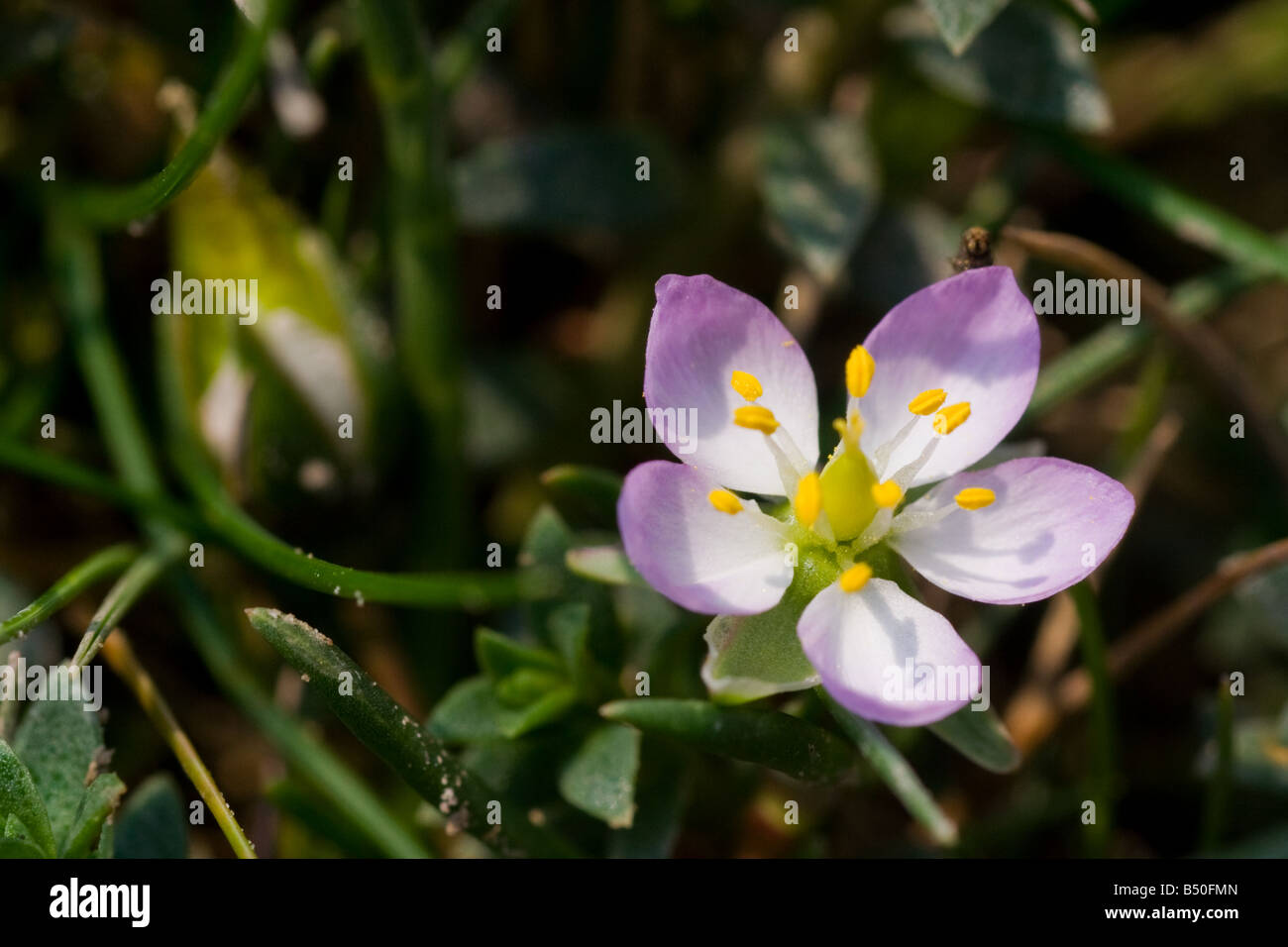 Sea spurrey hi-res stock photography and images - Alamy