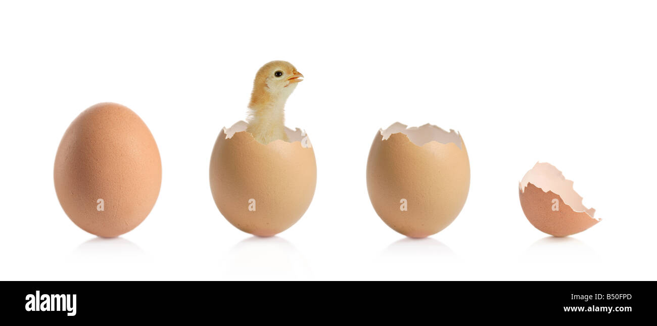 Chicken evolution hi-res stock photography and images - Alamy