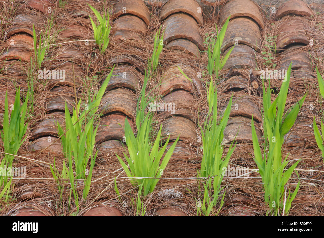 Growing on roof tiles hi-res stock photography and images - Alamy