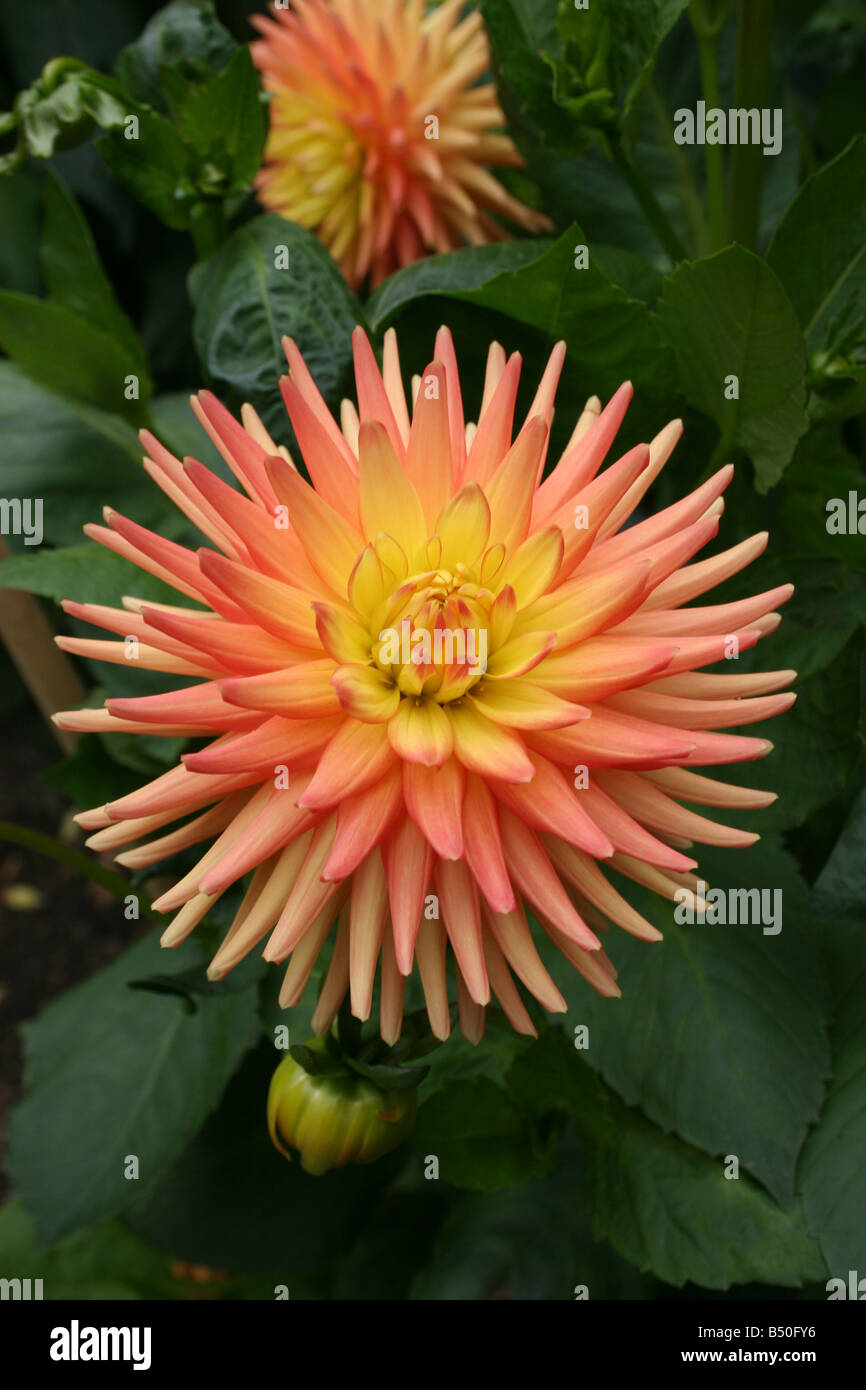 DAHLIA RUSKIN MYRA. SMALL SEMI - CACTUS DAHLIA Stock Photo - Alamy