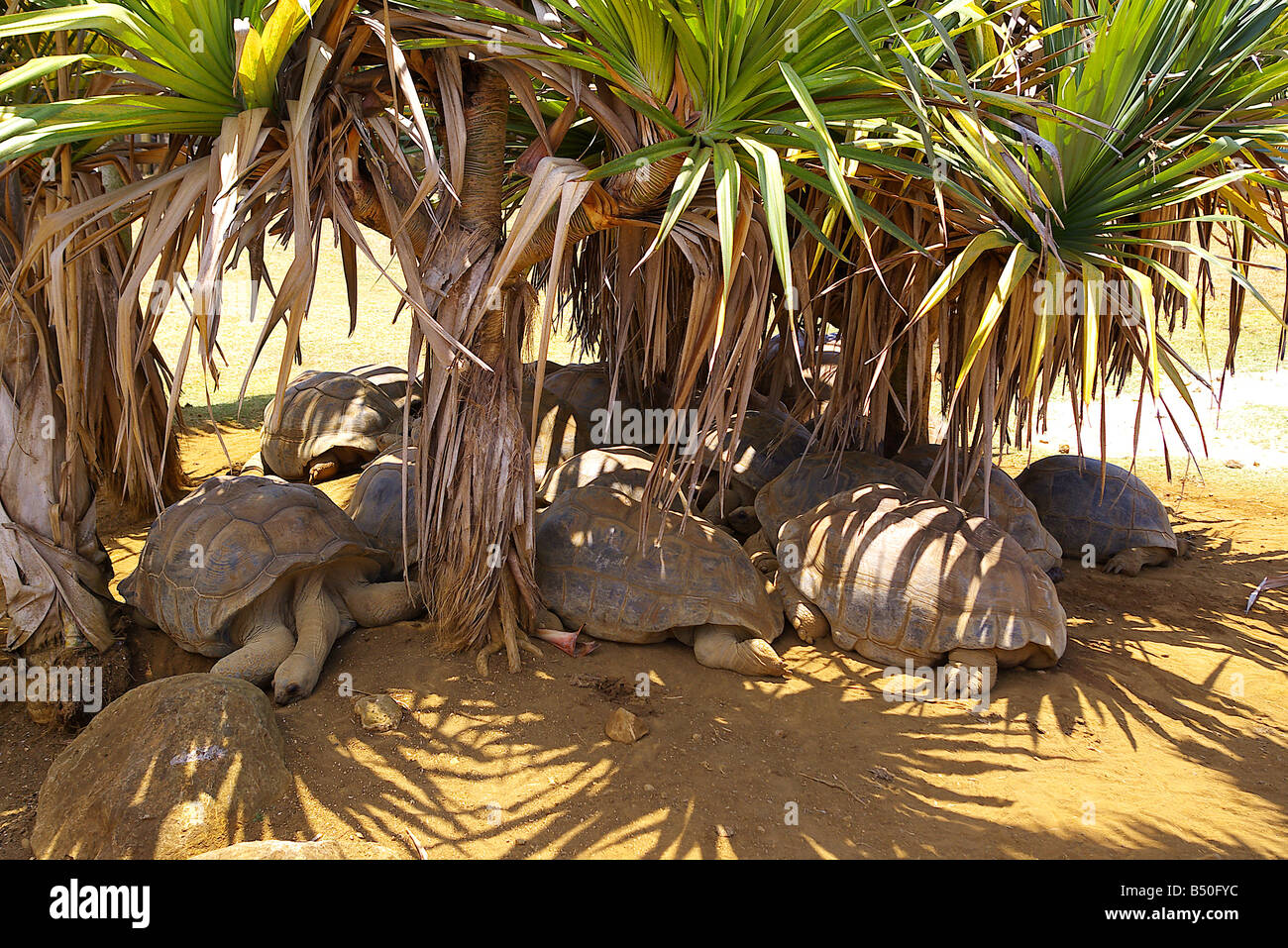 Mauritius giant tortoises hi-res stock photography and images - Alamy