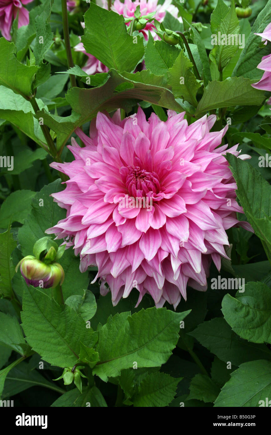 Dahlia hamari dahlia hi-res stock photography and images - Alamy