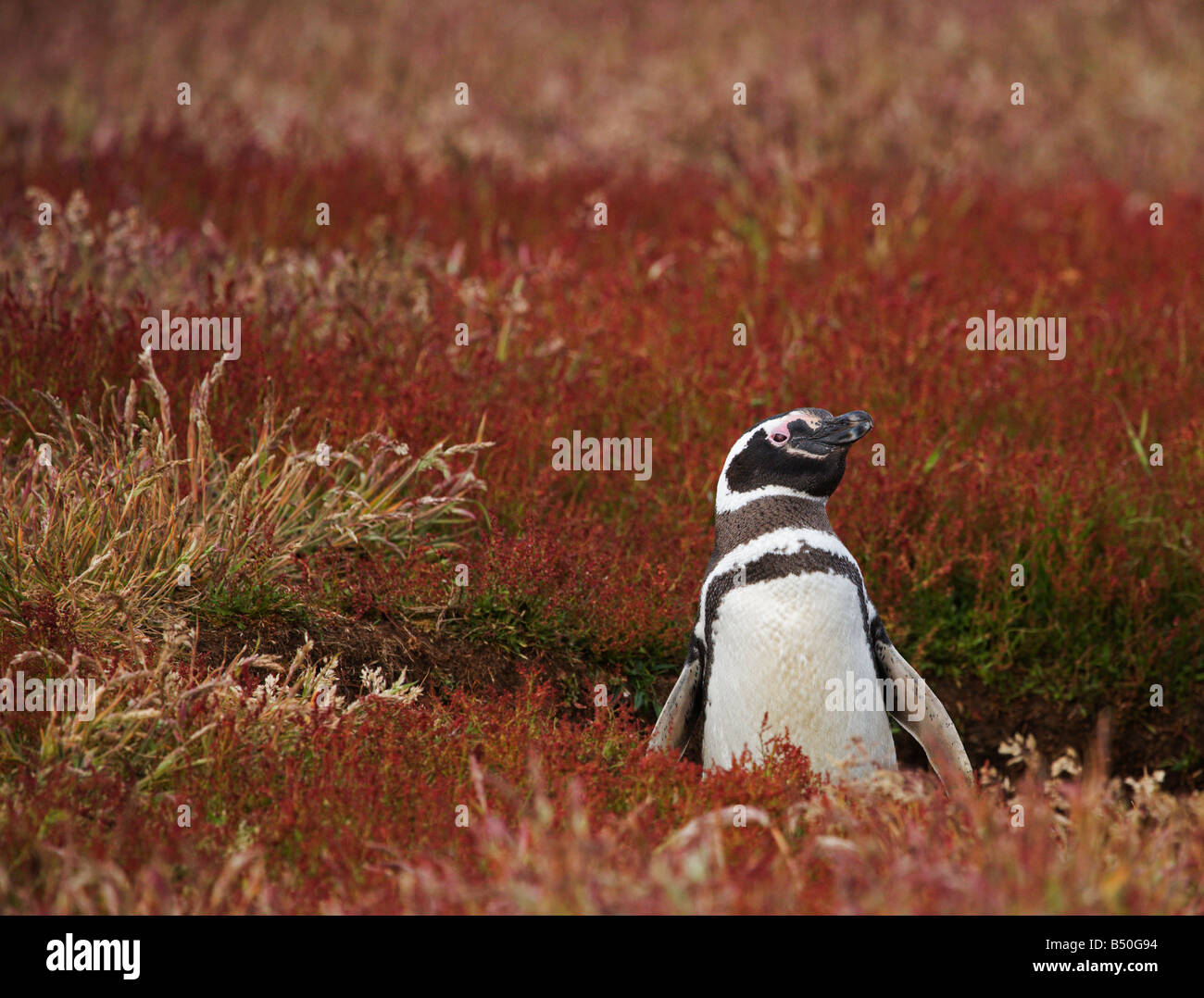 Penguin and nest hi-res stock photography and images - Alamy