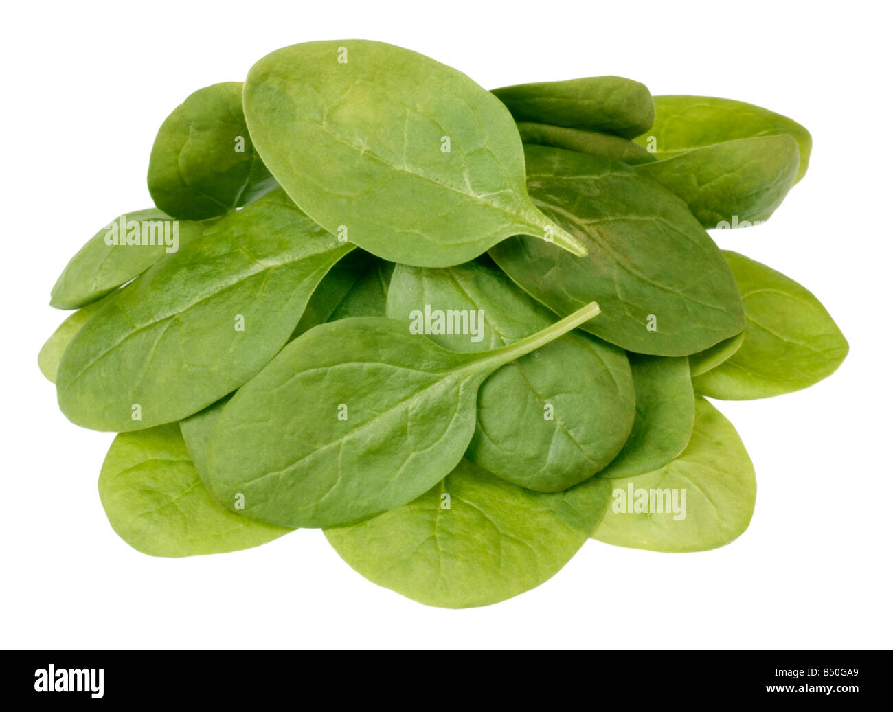 Baby leaf spinach cut out hi-res stock photography and images - Alamy