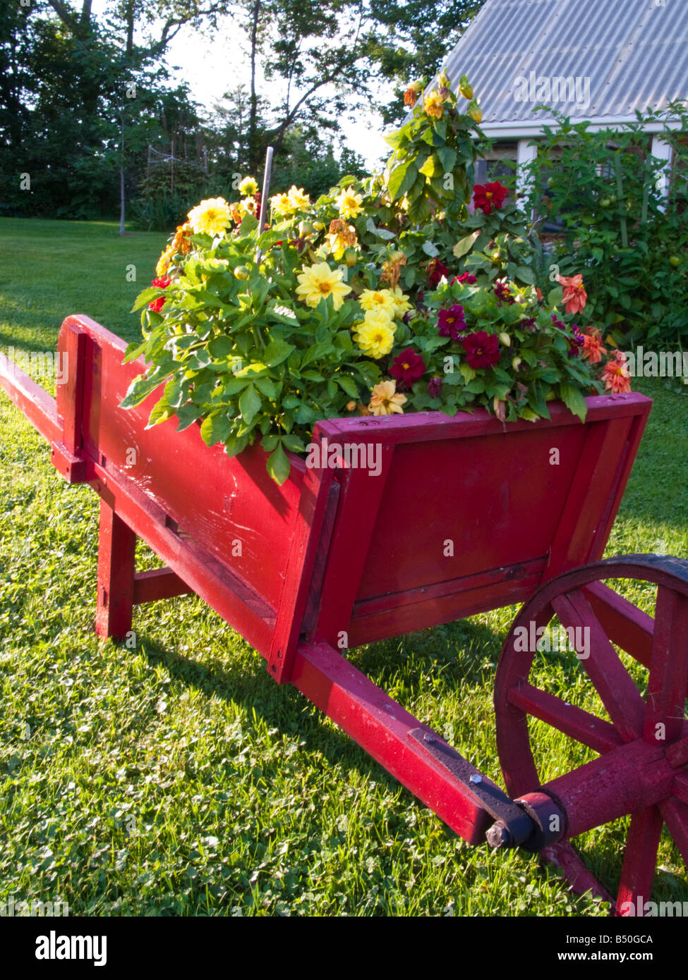 Red wheelbarrow with metal wheel holding a display of flowers in Maine ...