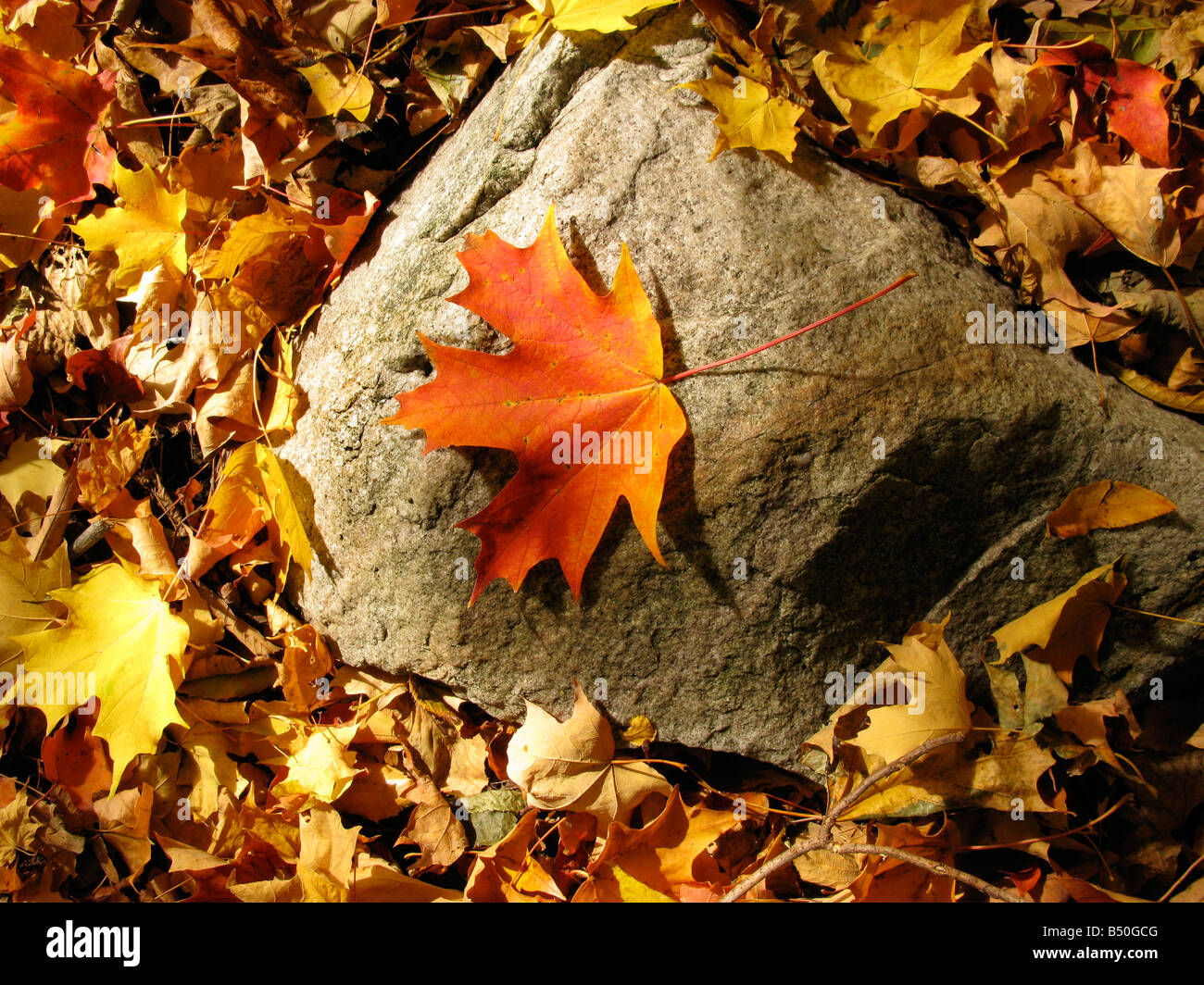 Autumn leaf fell on rock Stock Photo - Alamy