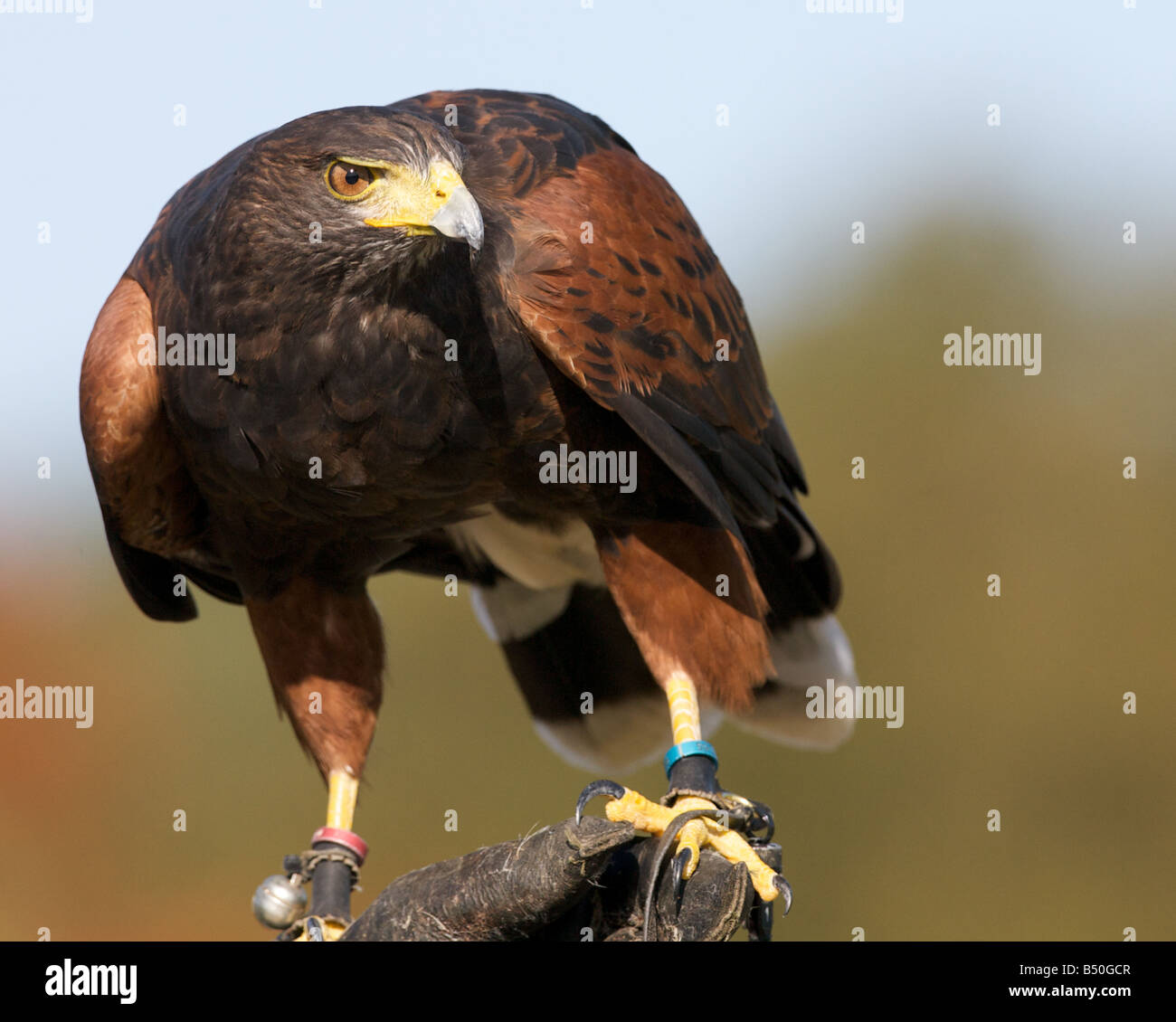 Harriss hi-res stock photography and images - Alamy