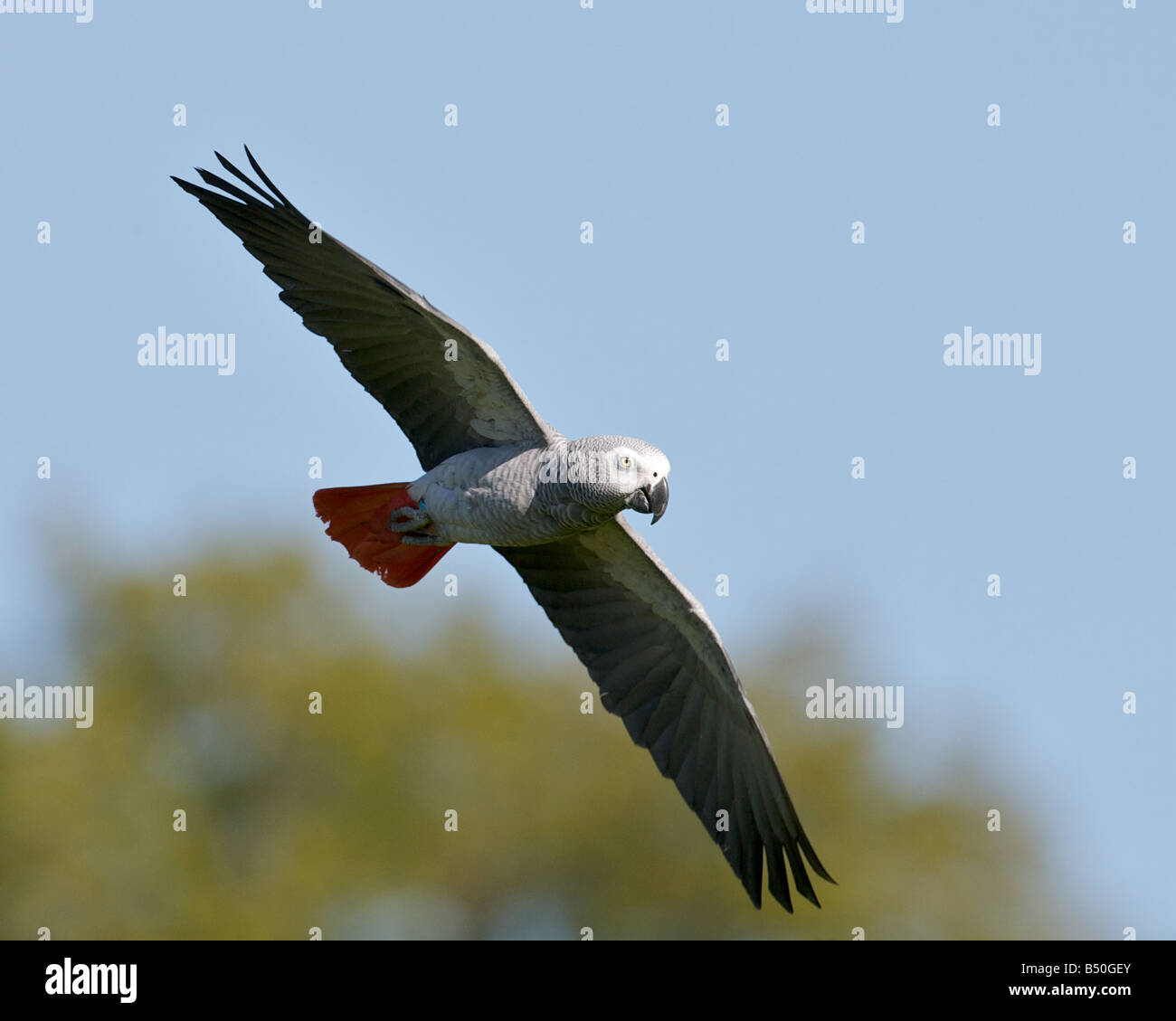 Parrot in flight Stock Photo - Alamy