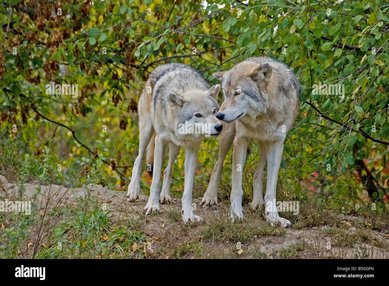 Mammal wolf hi-res stock photography and images - Alamy