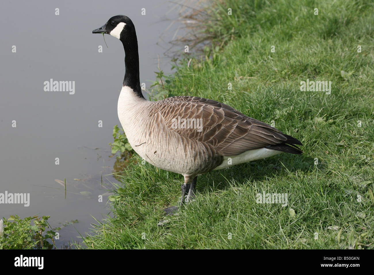 Canadian Goose on river bank Stock Photo - Alamy
