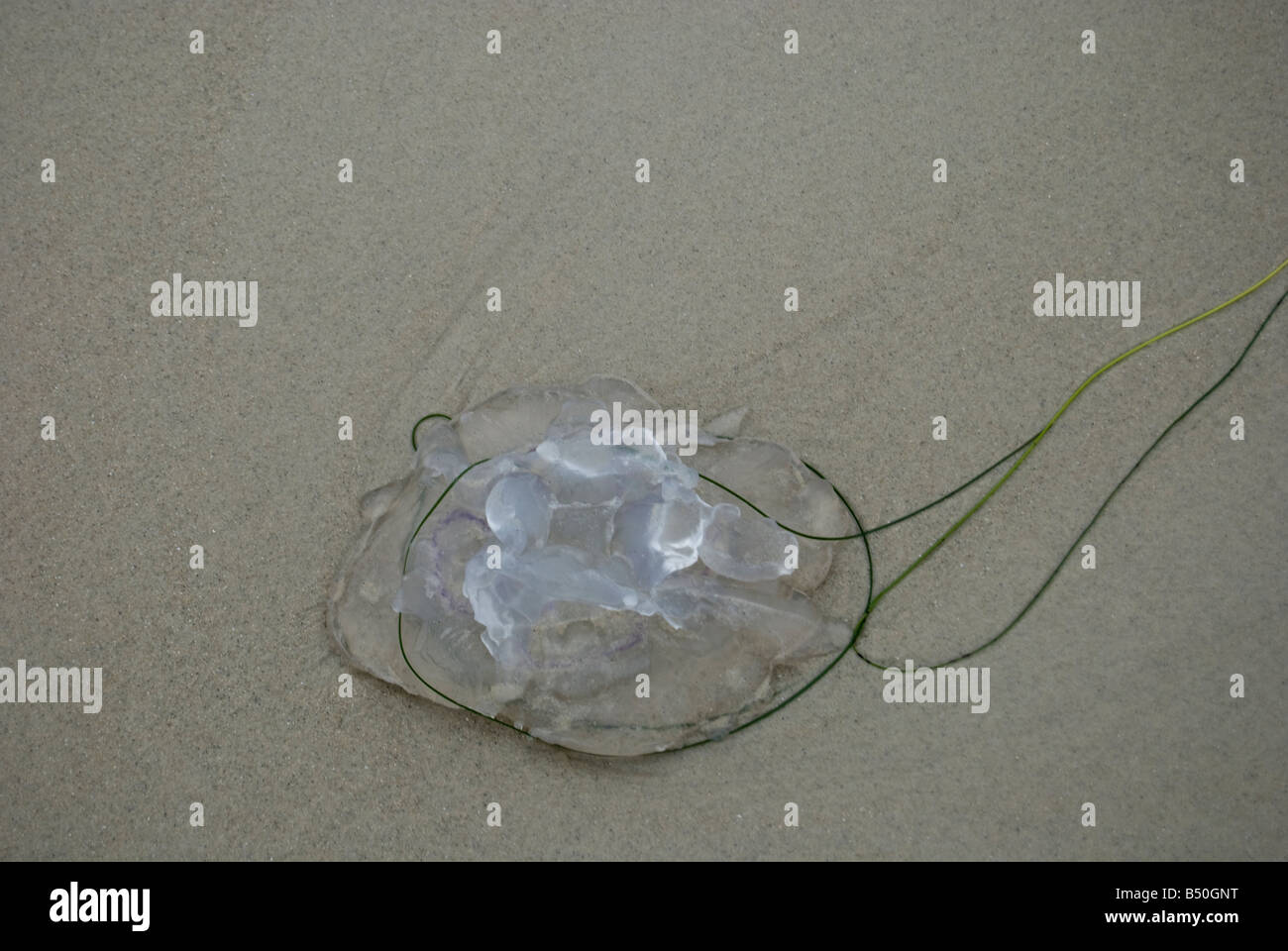 Phylum Cnidaria Jellyfish High Resolution Stock Photography and Images ...