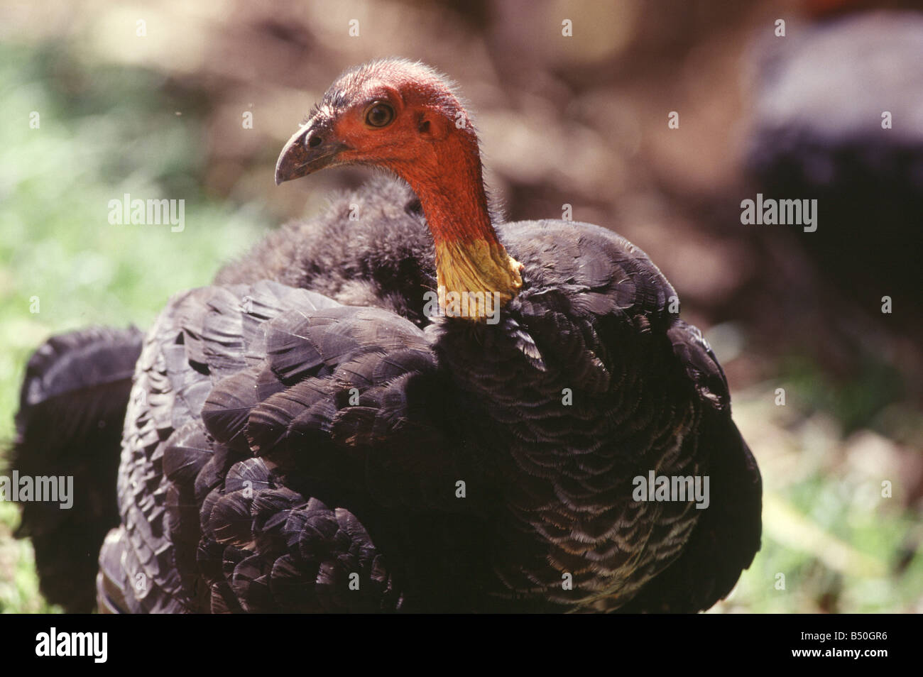 Bush north queensland hi-res stock photography and images - Alamy