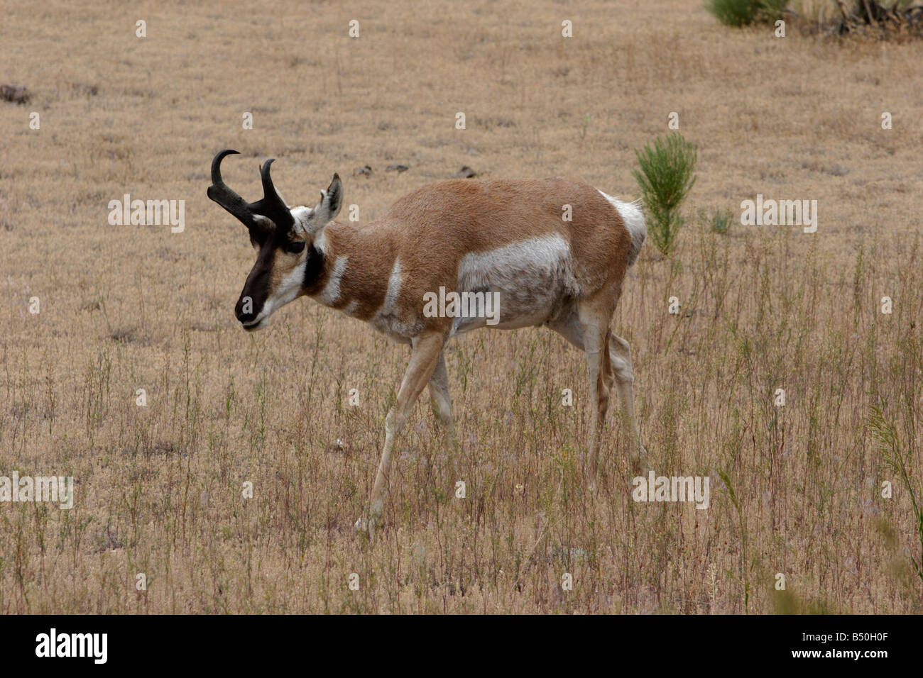 Pronghorn antilocapra hi-res stock photography and images - Alamy