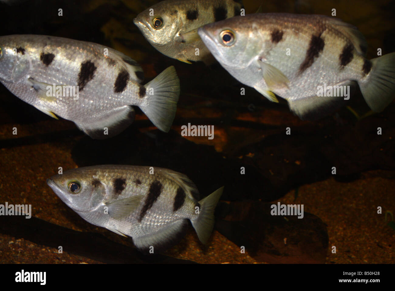 Archer fish hi-res stock photography and images - Alamy