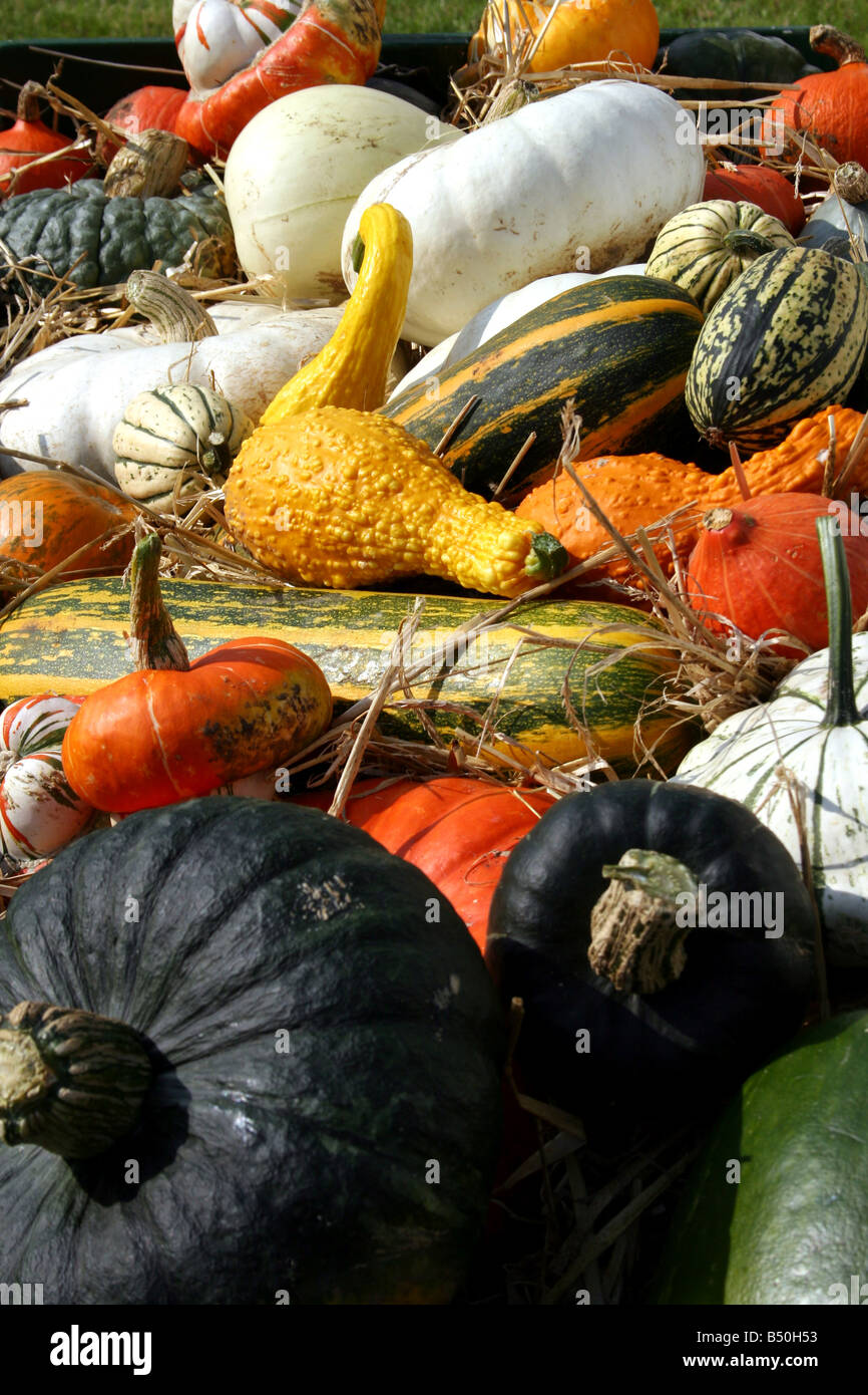 Squash autumn uk hi-res stock photography and images - Alamy