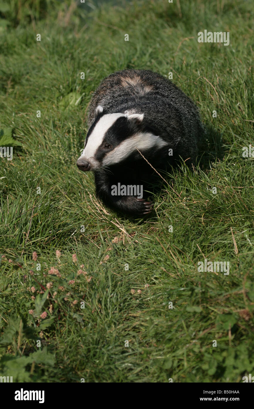 Eurasian badger Meles meles Stock Photo - Alamy