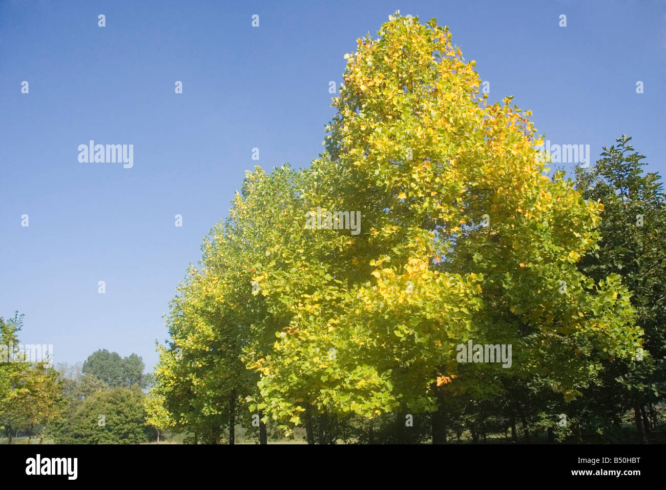Indian tulip tree hi-res stock photography and images - Alamy