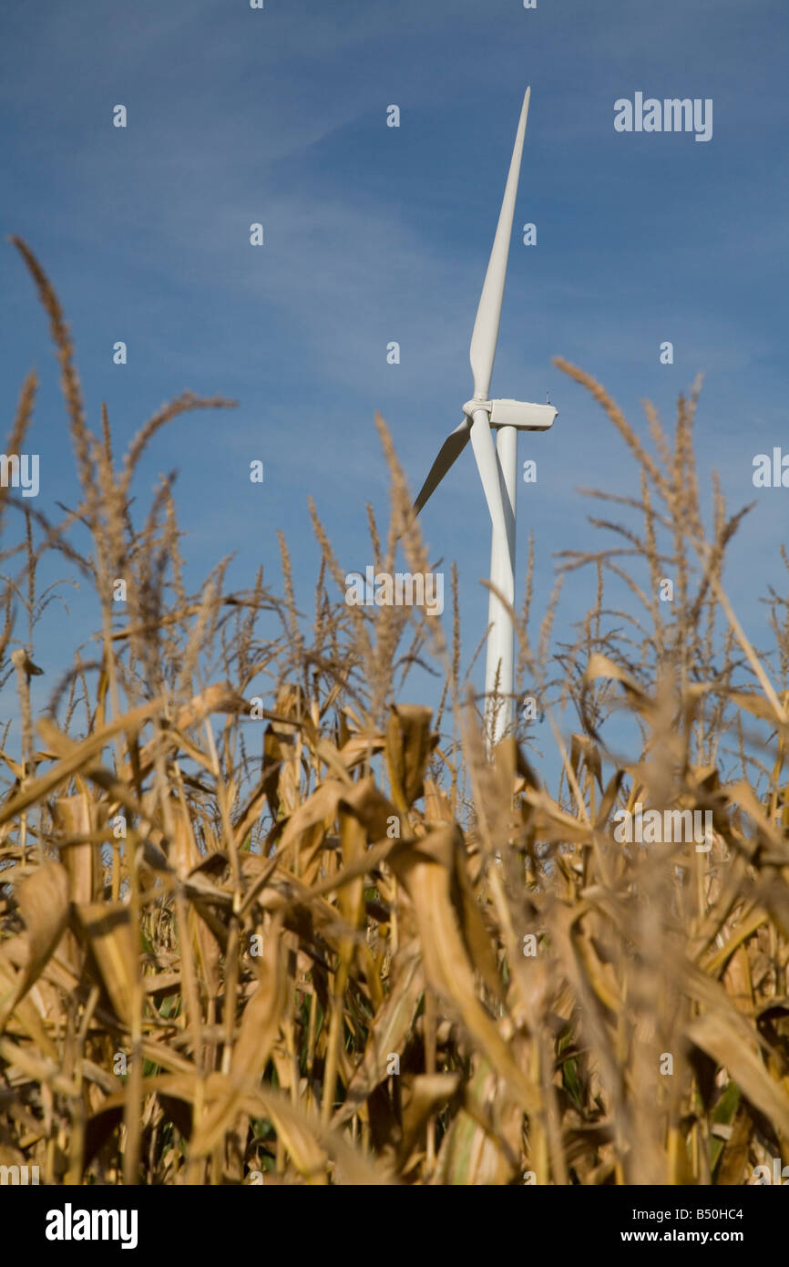 Wind Turbine in Corn Field Stock Photo - Alamy