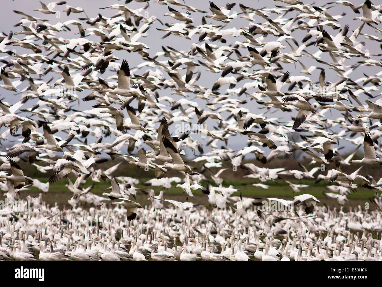 Hundreds migrating snow geese hi-res stock photography and images - Alamy
