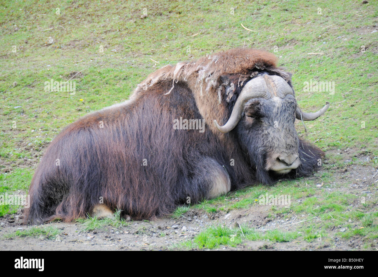 Oomingmak, Musk Ox Stock Photo - Alamy