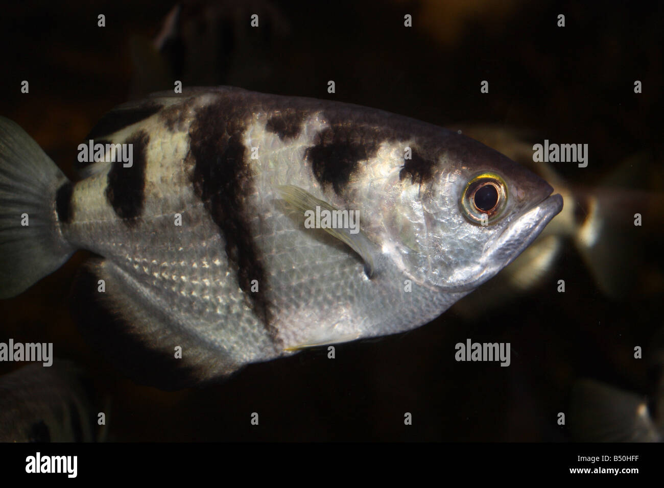 Archer fish hi-res stock photography and images - Alamy