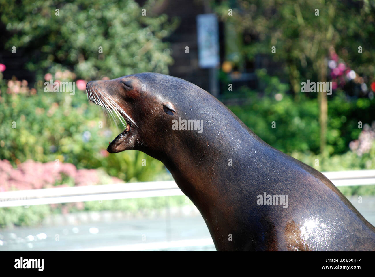 New York Zoo, Sealion mouth open Stock Photo - Alamy