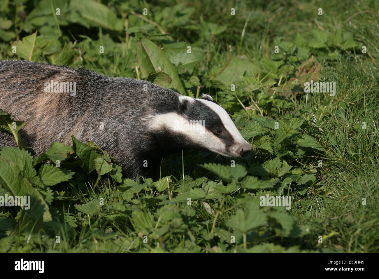 Eurasian badger Meles meles Stock Photo - Alamy