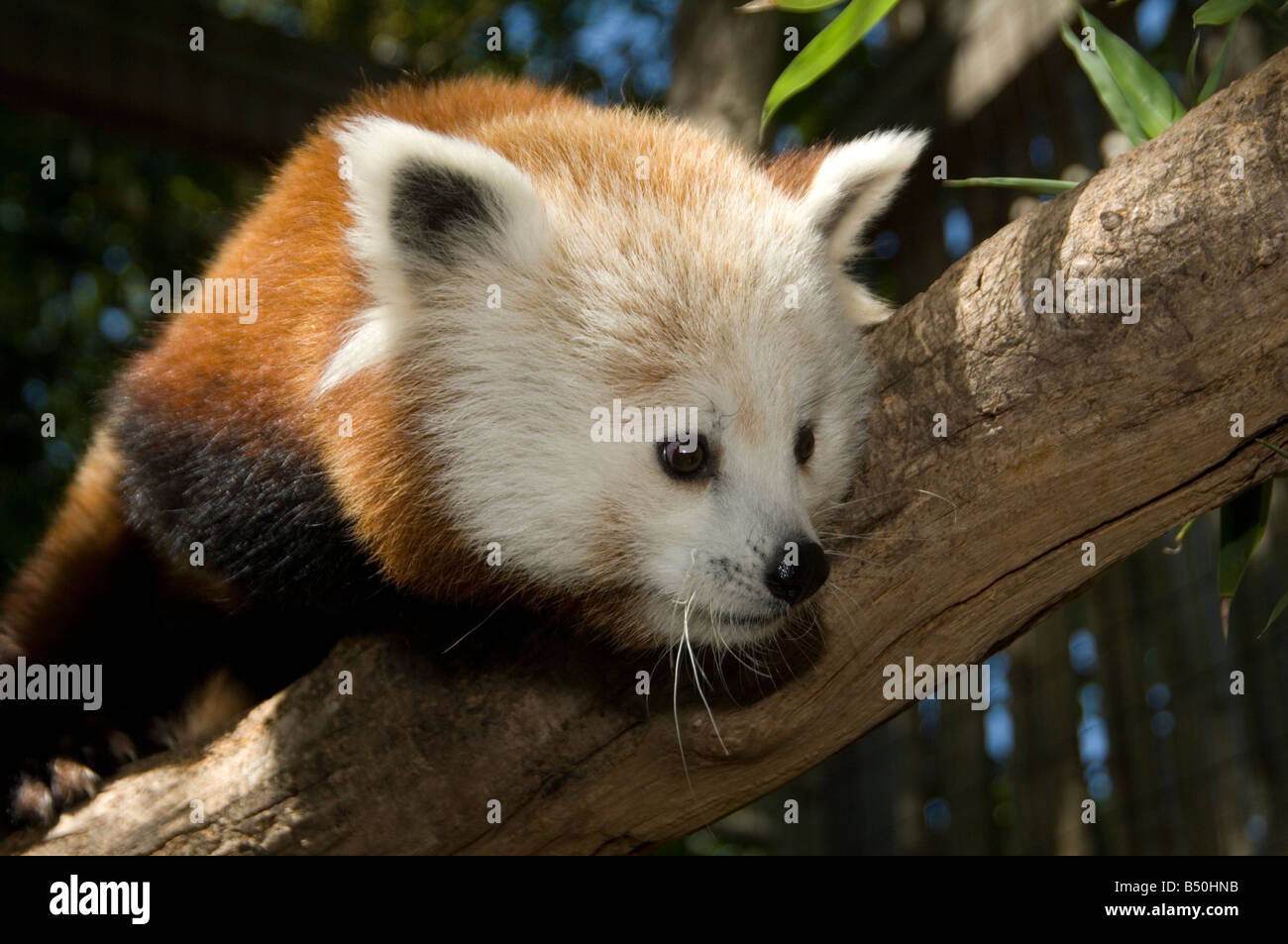 Asian Red Panda Stock Photo - Alamy
