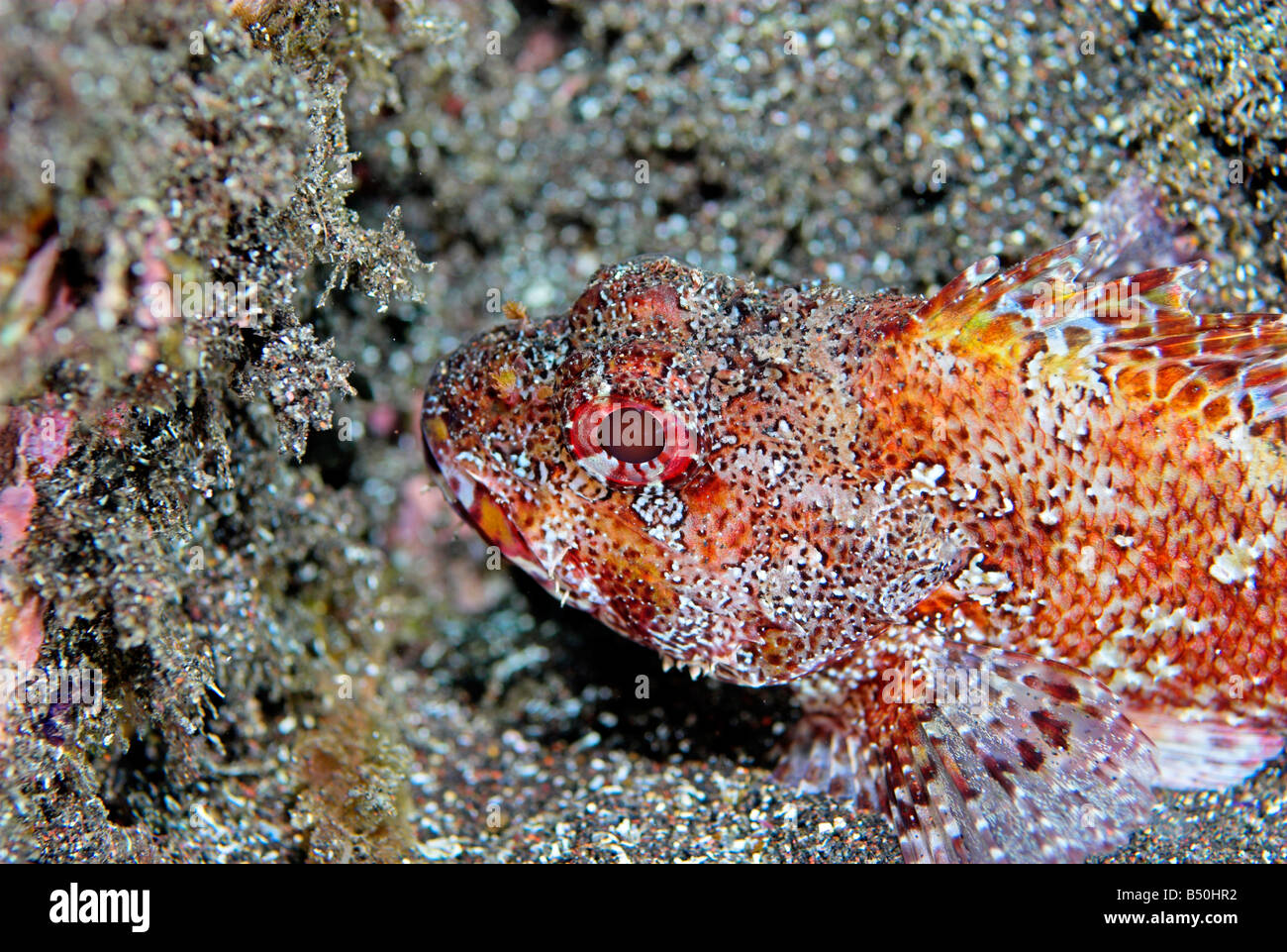Madeira rockfish or Scorpionfish Scorpaena maderensis underwater Stock ...