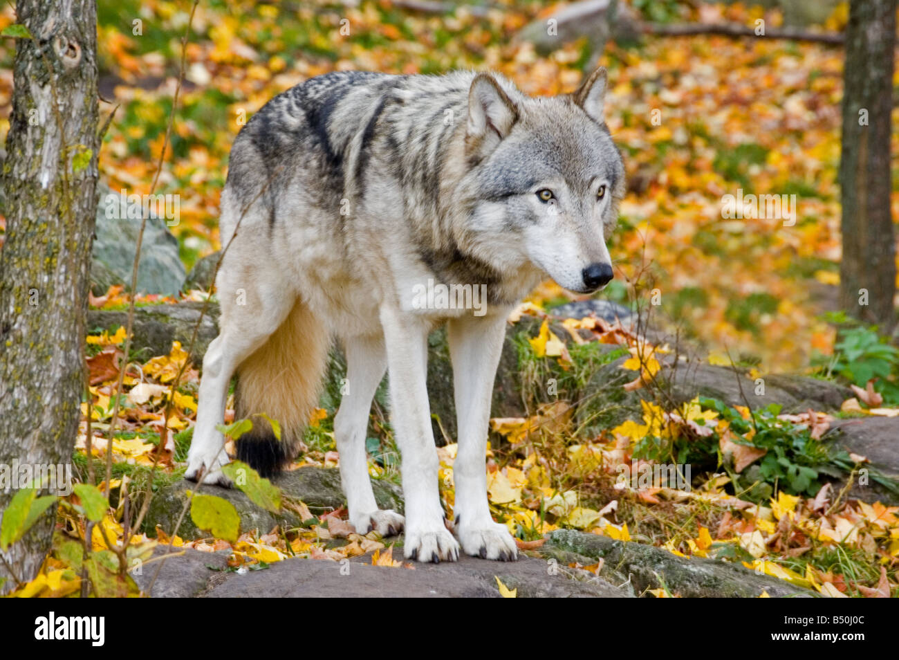 A standing Timber Wolf in Autumn Stock Photo - Alamy