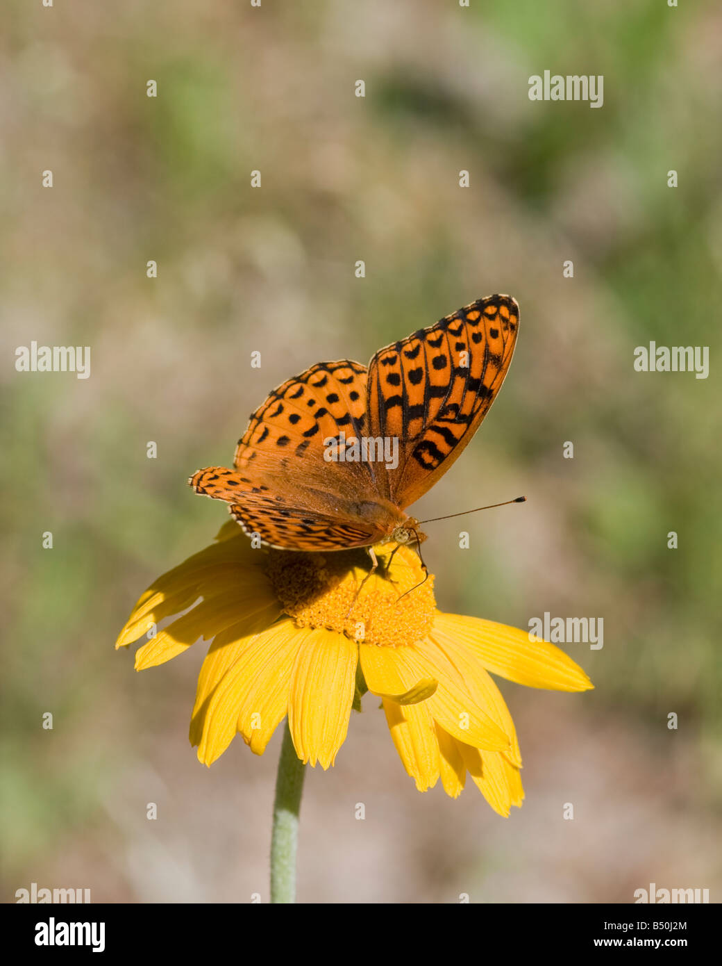 Orange fritillary butterfly pollinating yellow composite flower ...