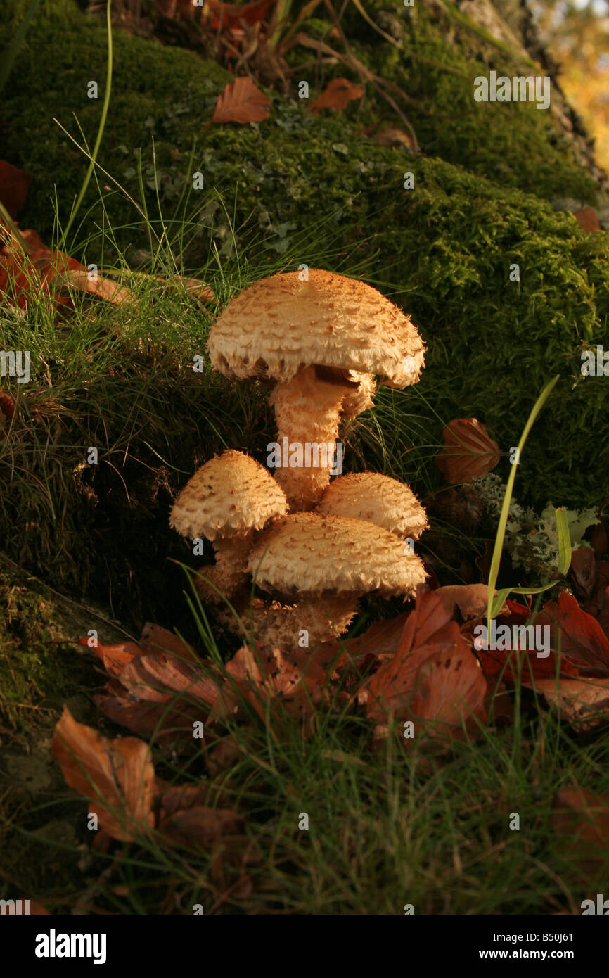 Scottish woodland fungi hi-res stock photography and images - Alamy
