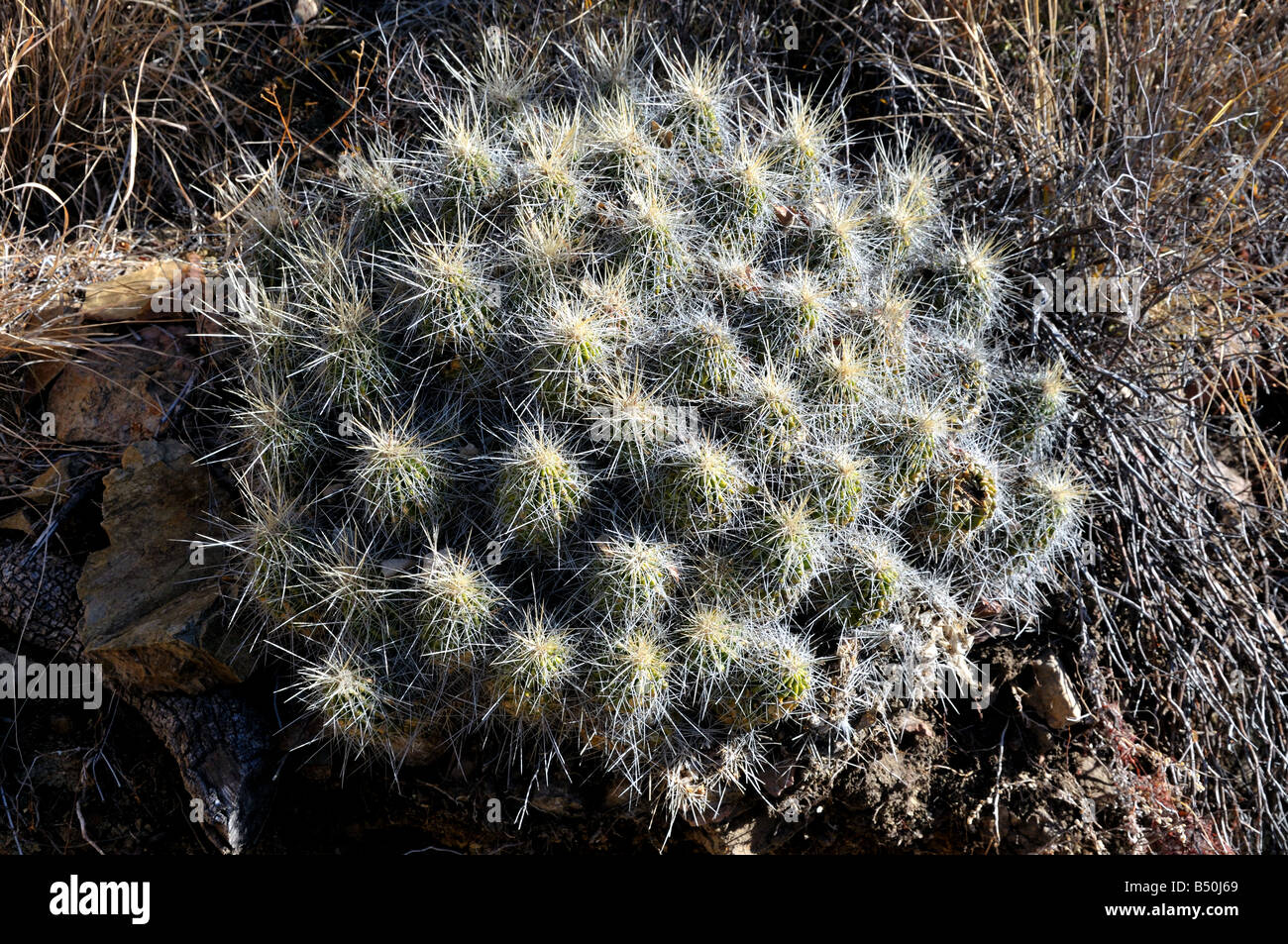 Texas native cactus hi-res stock photography and images - Alamy