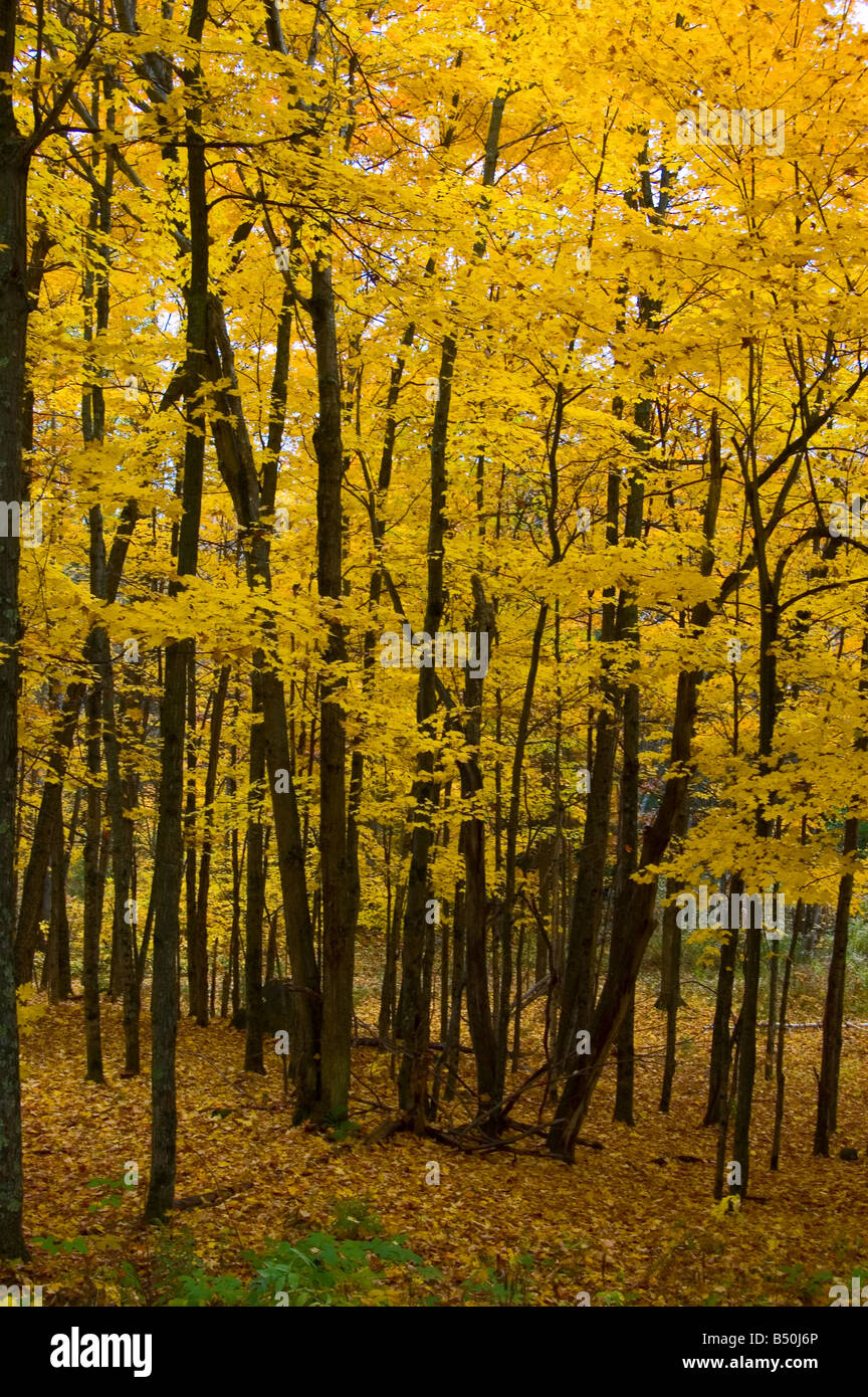 A stand of trees in Autumn colours Stock Photo - Alamy