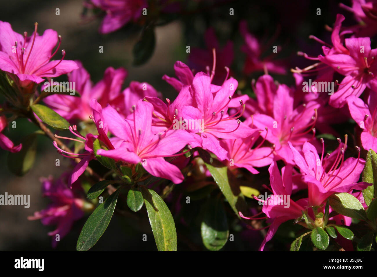 Tropical Rhododendrons High Resolution Stock Photography and Images - Alamy