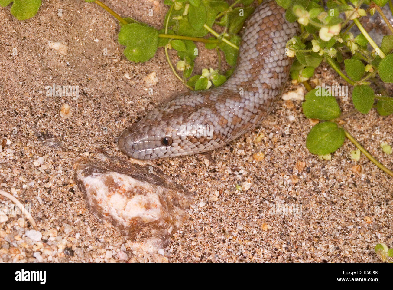 Rosy boa hi-res stock photography and images - Alamy