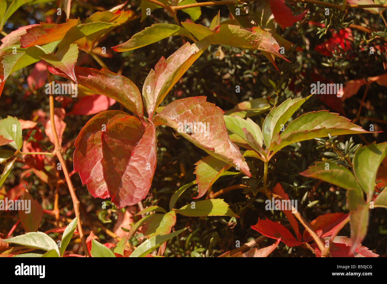 Pretty tree leaves at Montrose pk, Edgware, London, England, uk Stock ...