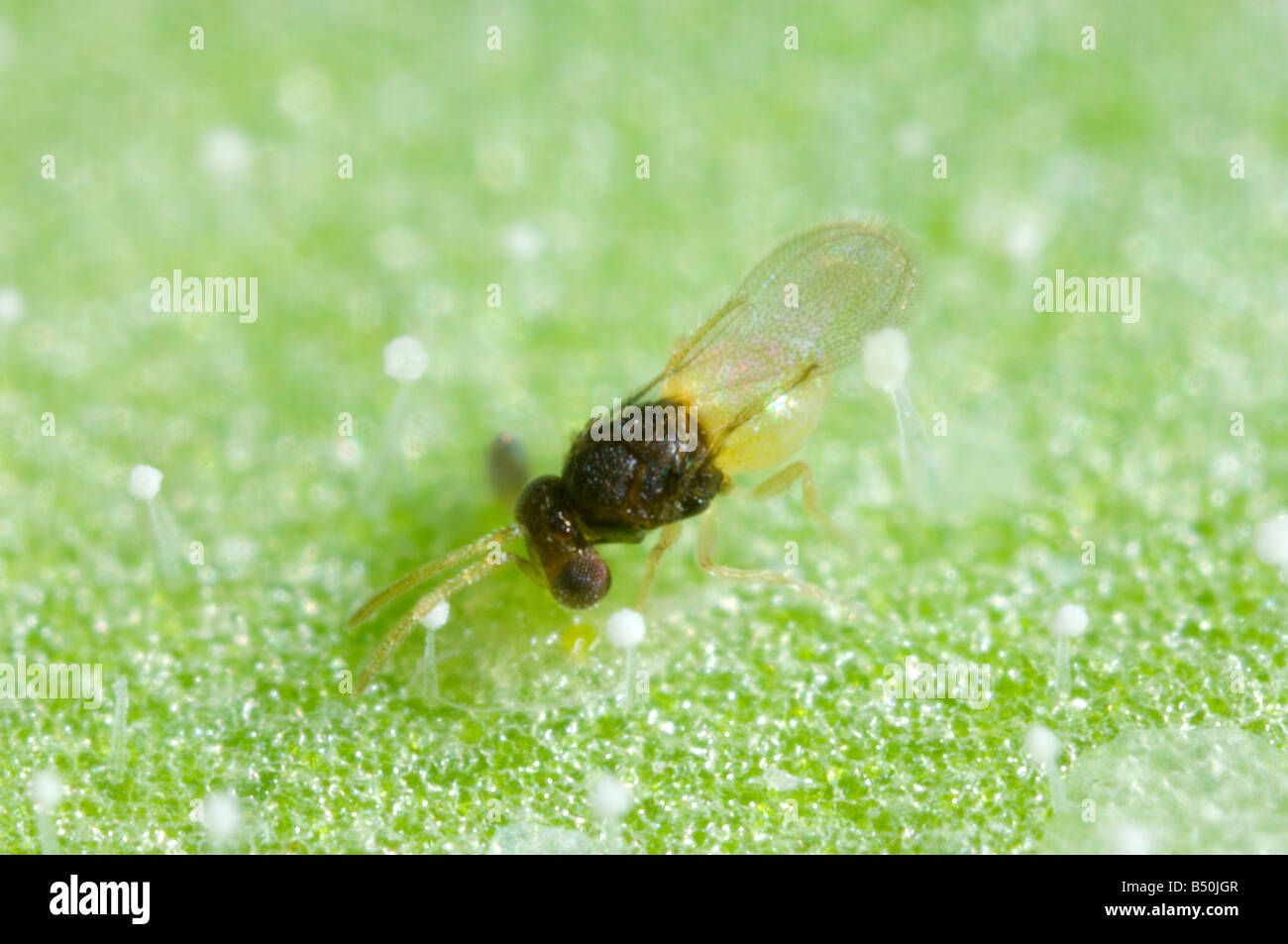 Encarsia formosa the greenhouse whitefly parasite feeding on a whitefly ...