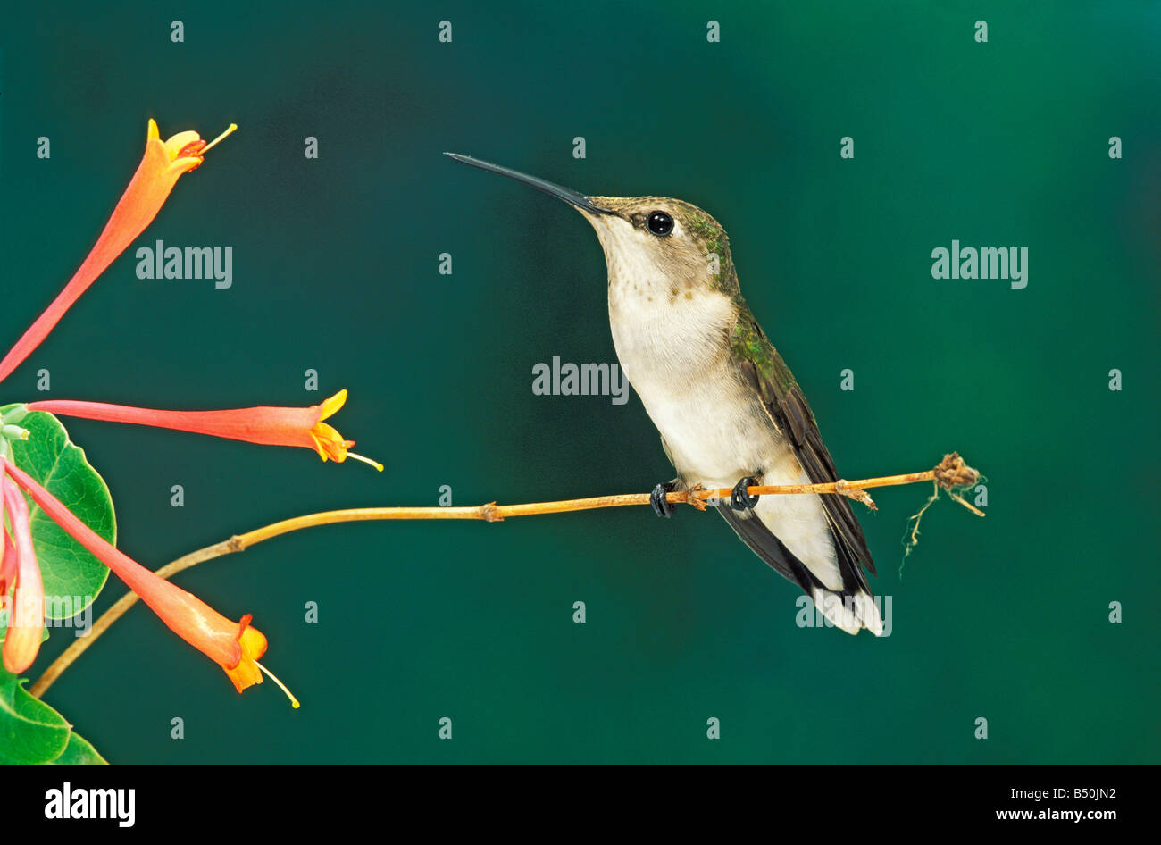 Ruby-throated Hummingbird Archilochus colubris Stock Photo - Alamy