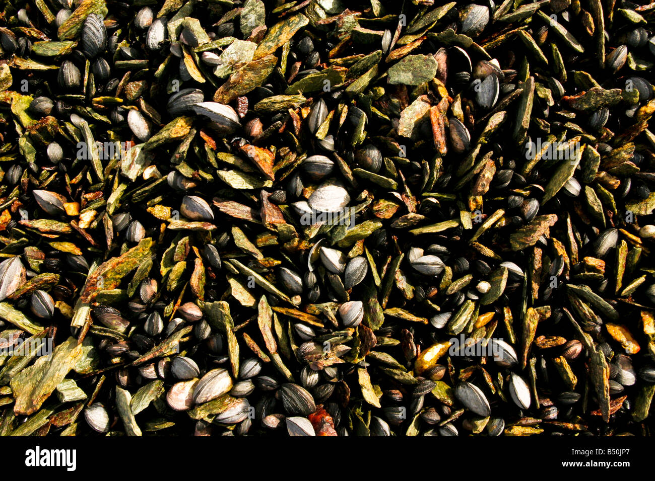 Mussel shells washed up on the beach Stock Photo - Alamy