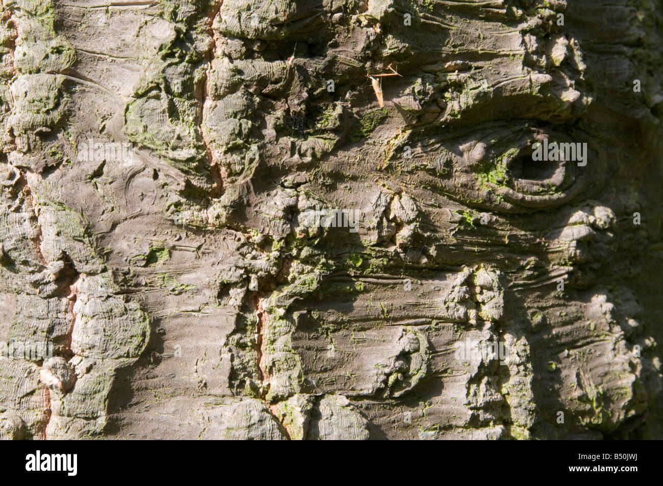Monkey puzzle tree bark Araucaria araucana Stock Photo - Alamy