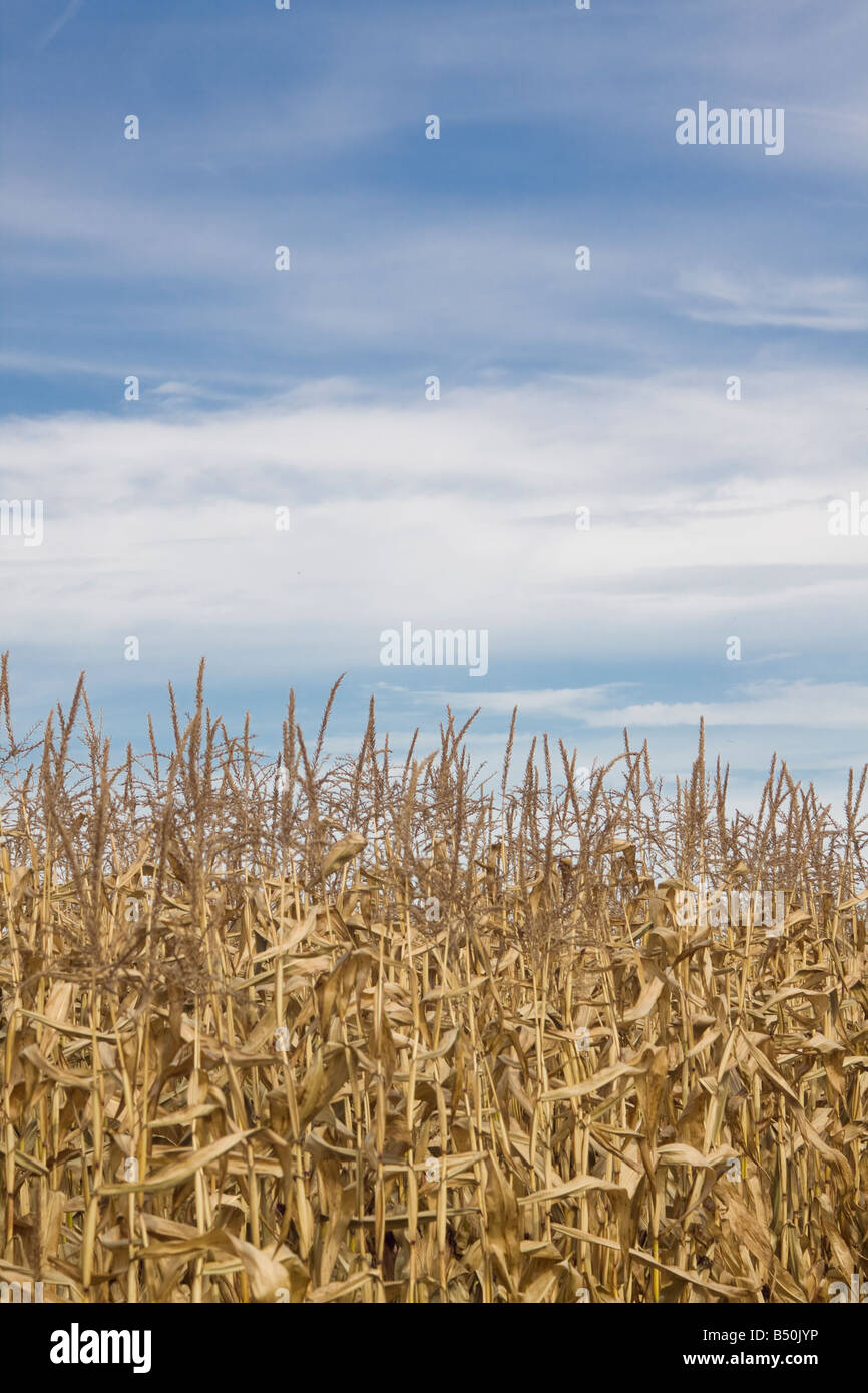 Farm canada ontario corn hi-res stock photography and images - Alamy