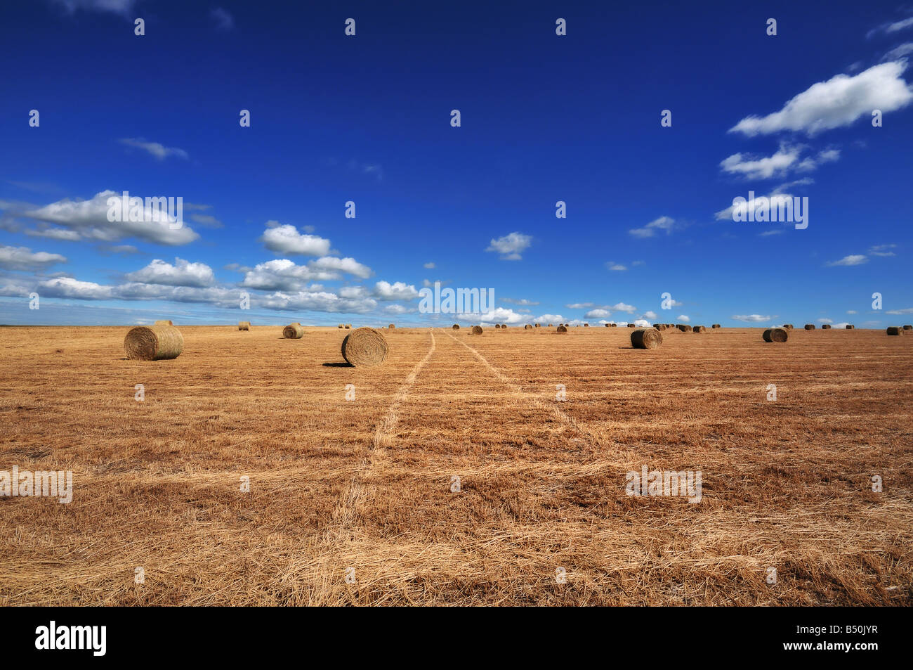 Open harvested field in Alberta Canada Stock Photo - Alamy